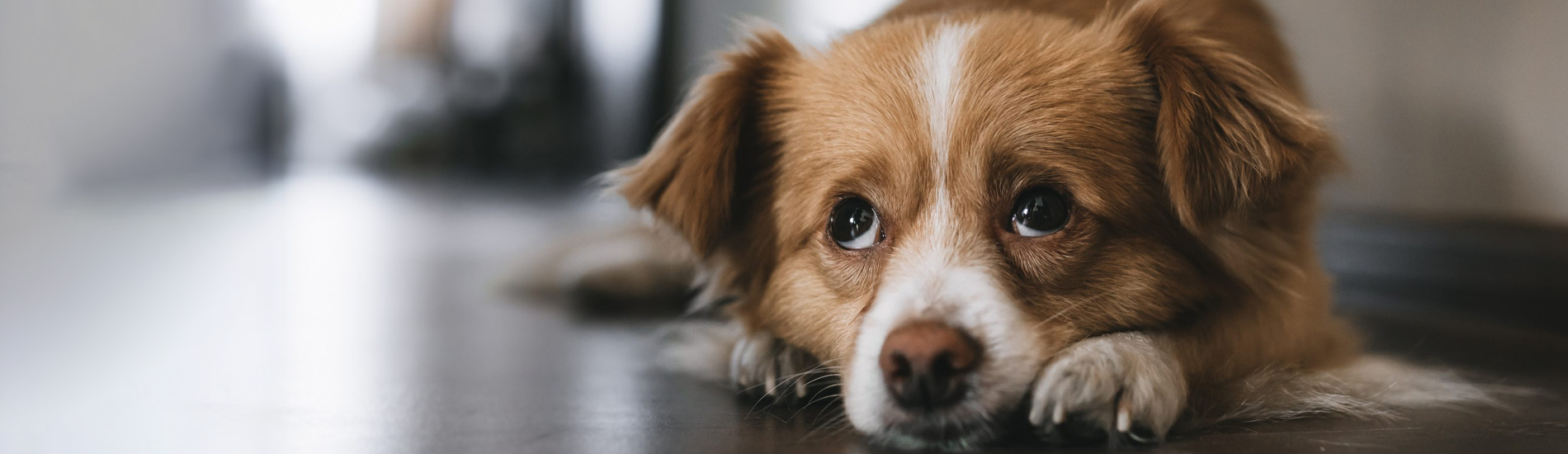 Spaying And Neutering Sanford - Low Cost Pet Spay And Neuter Clinic